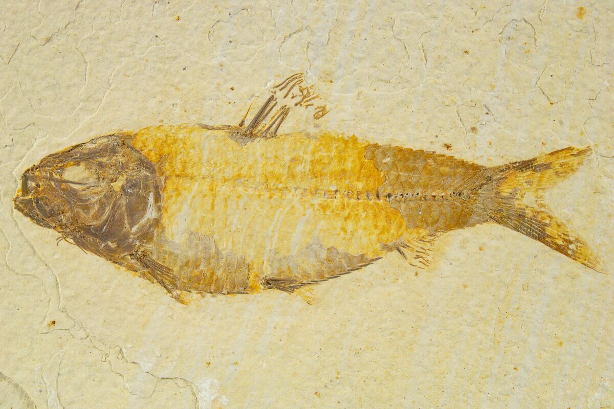 3.9" Detailed Fossil Fish (Knightia) - Wyoming (#333841) For Sale ...