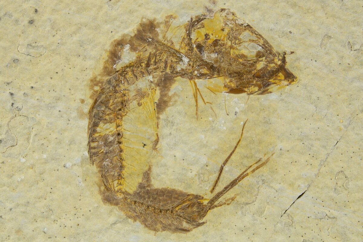 Bargain, 1.4" Fossil Fish (Knightia) - Wyoming (#333843) For Sale ...