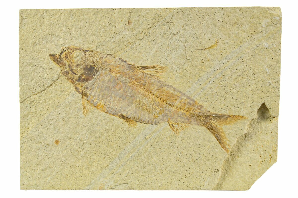 5.5" Detailed Fossil Fish (Knightia) - Wyoming (#333895) For Sale ...
