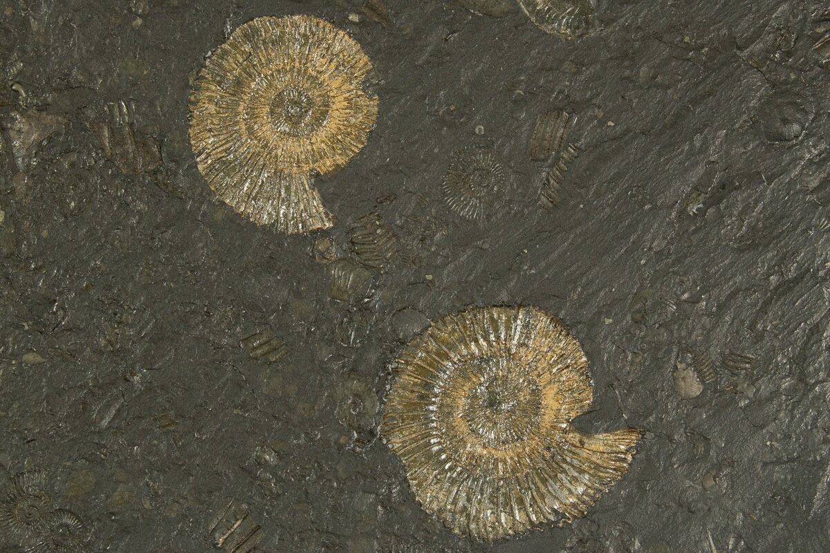 10.9" Fossil Ammonite Cluster - Posidonia Shale, Germany (#337952) For ...