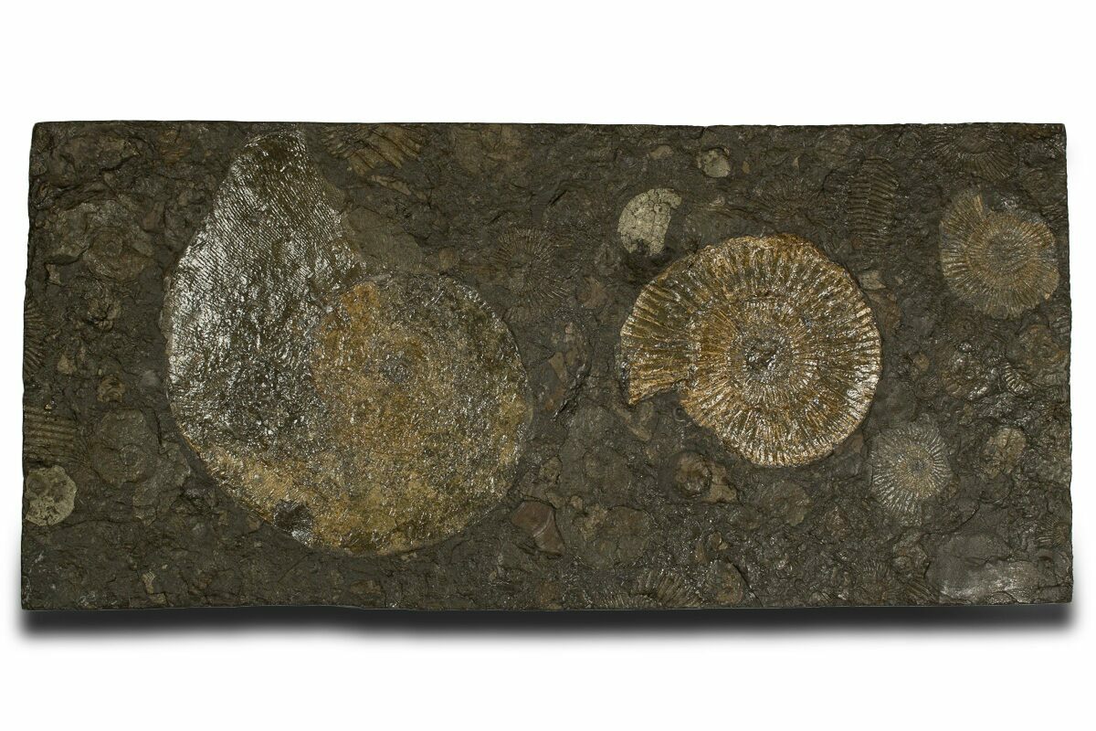 11" Fossil Ammonite Cluster - Posidonia Shale, Germany (#337957) For ...