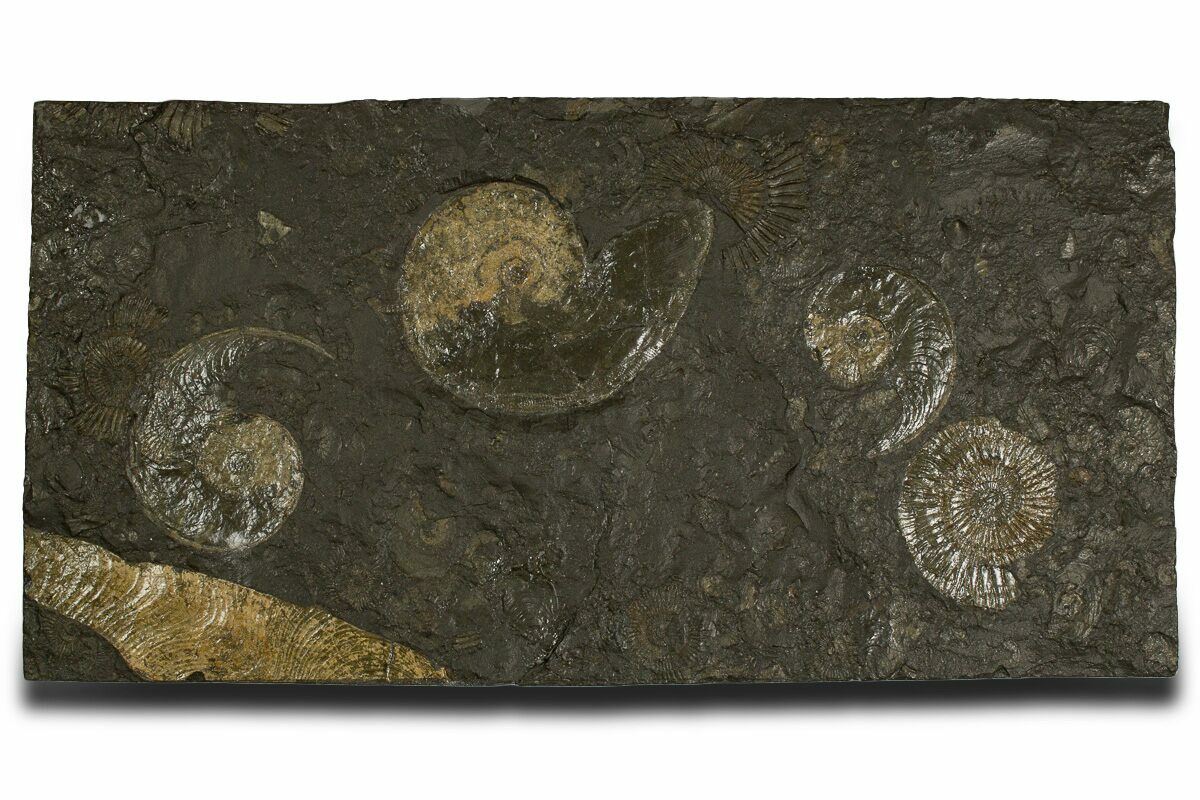 11" Fossil Ammonite Cluster - Posidonia Shale, Germany (#337960) For ...