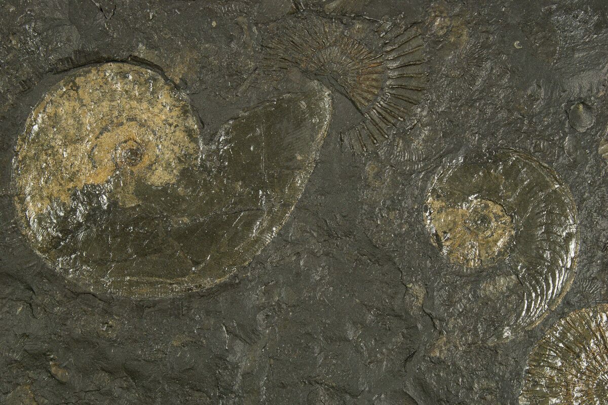 11" Fossil Ammonite Cluster - Posidonia Shale, Germany (#337960) For ...