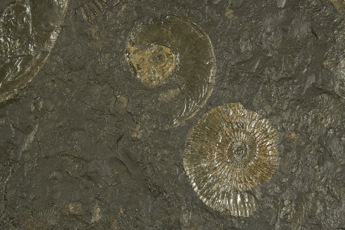 11" Fossil Ammonite Cluster - Posidonia Shale, Germany (#337960) For ...