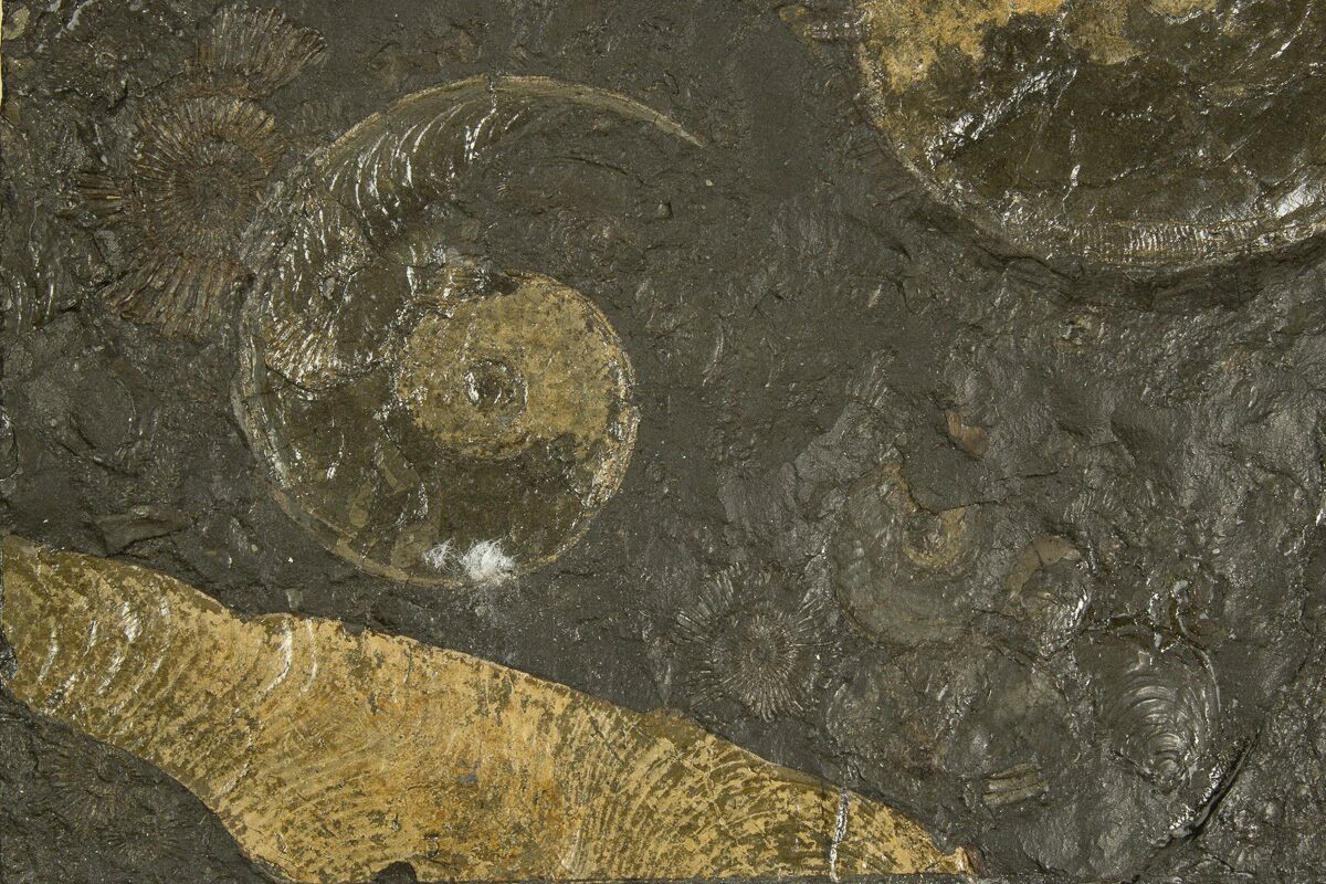 11" Fossil Ammonite Cluster - Posidonia Shale, Germany (#337960) For ...