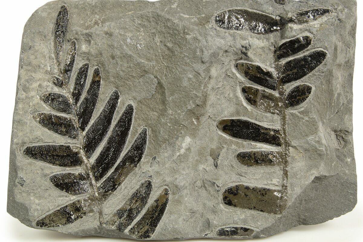 4.7" Carboniferous Fossil Fern (Neuropteris) Plate - France (#338431 ...
