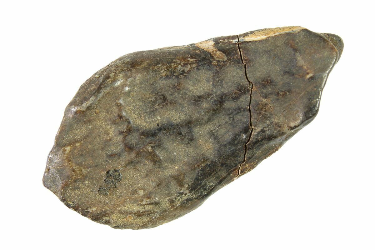 .80" Partially Rooted Fossil Dinosaur (Triceratops) Tooth - Montana ...