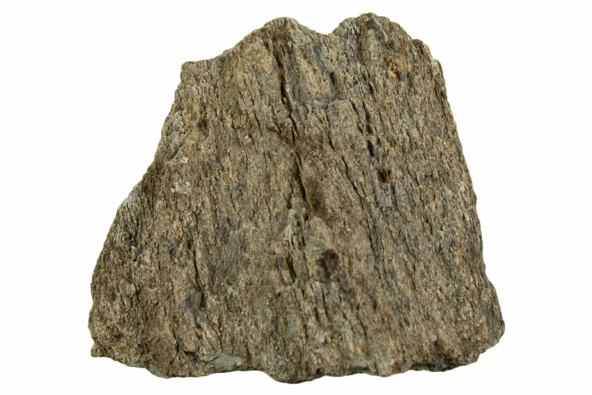 2.1" Dinosaur (Triceratops) Frill Shield Section - Montana (#338870 ...