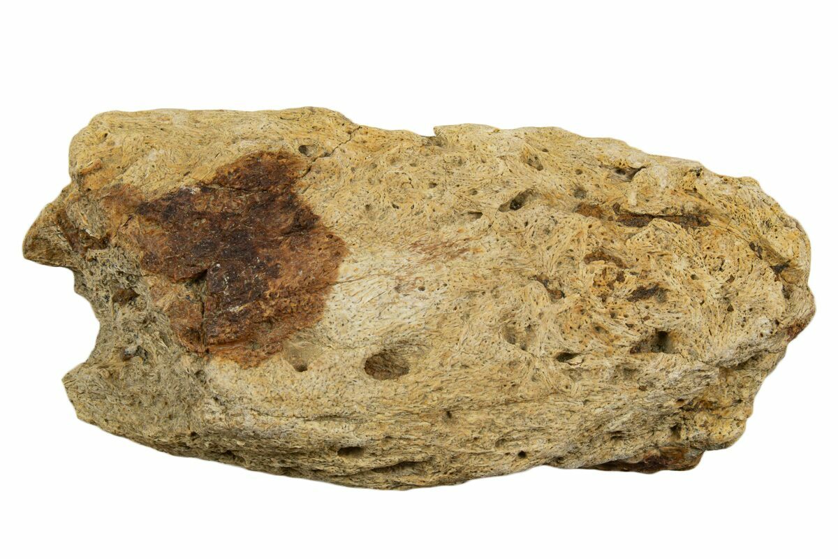3.1" Dinosaur (Triceratops) Frill Shield Section - Montana (#338905 ...