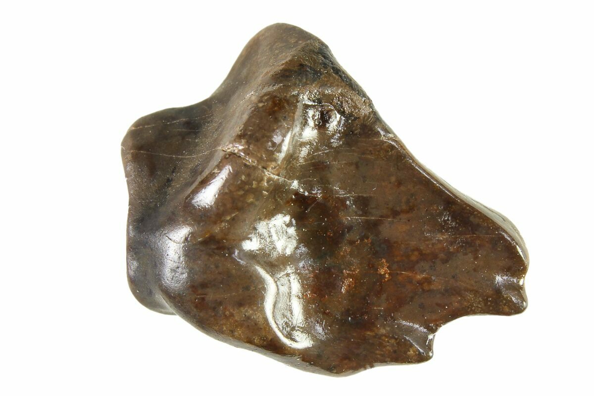 .50" Fossil Nodosaurid (Denversaurus) Tooth - Montana (#338891) For ...