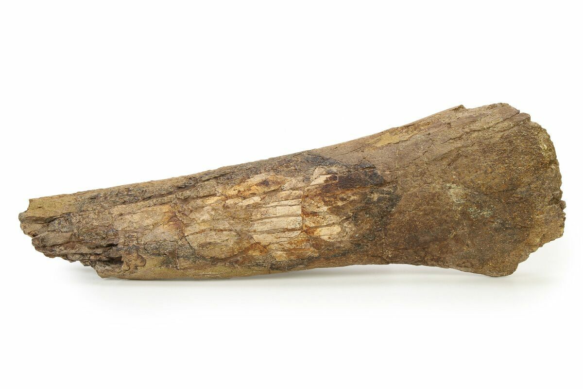 11.7" Hadrosaur Fibula Section with Metal Stand - South Dakota (#339102 ...