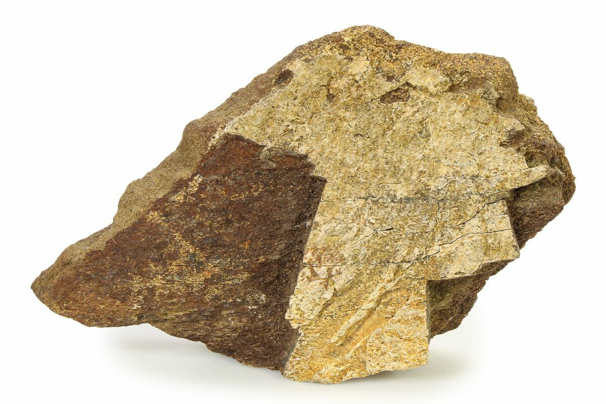 5.8" Dinosaur (Triceratops) Frill Shield Section - South Dakota ...
