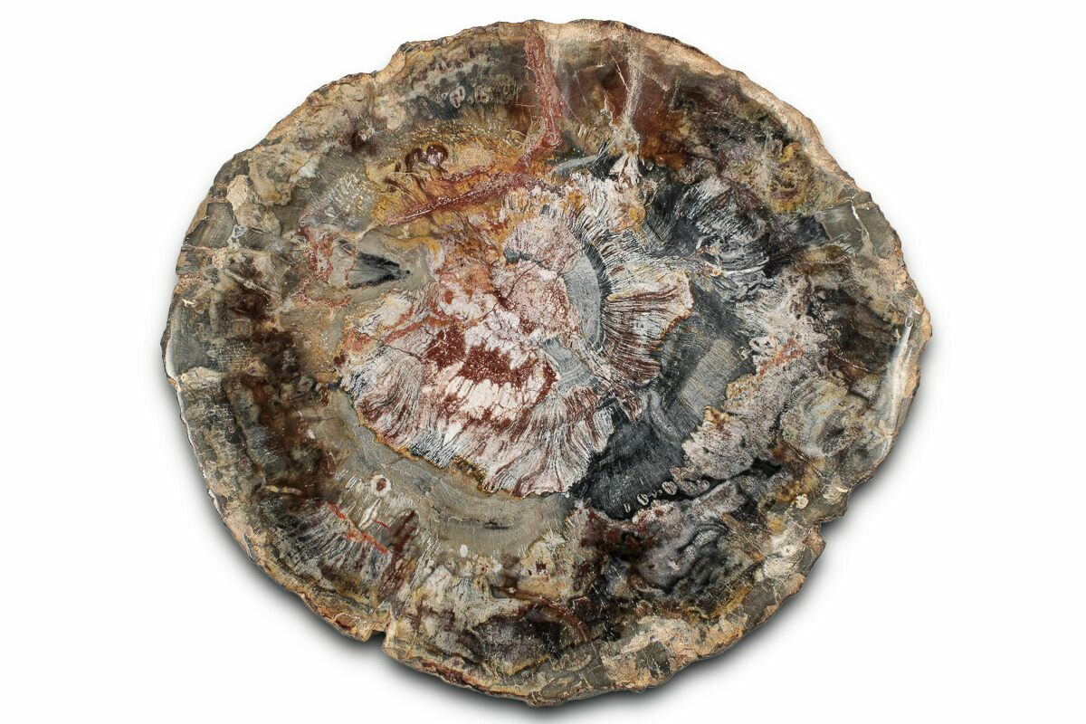4.75" Colorful Petrified Wood (Araucaria) Round - Madagascar (#339383) For Sale - FossilEra.com