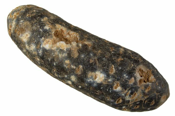 2.25" Fossil Cycadophyte Seed Cone - Boujdour, Morocco (#339315) For ...