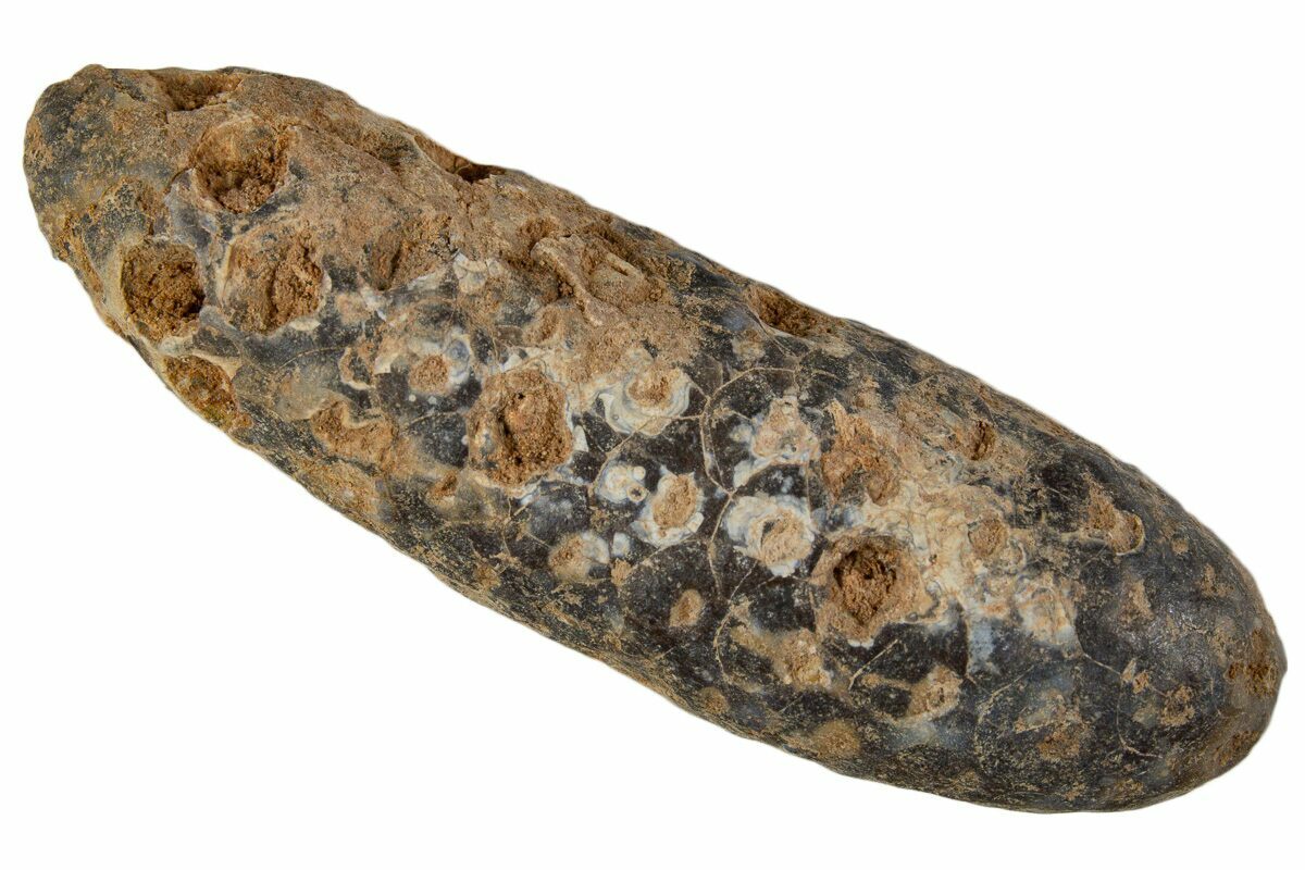 2.7" Fossil Cycadophyte Seed Cone - Boujdour, Morocco (#339317) For ...