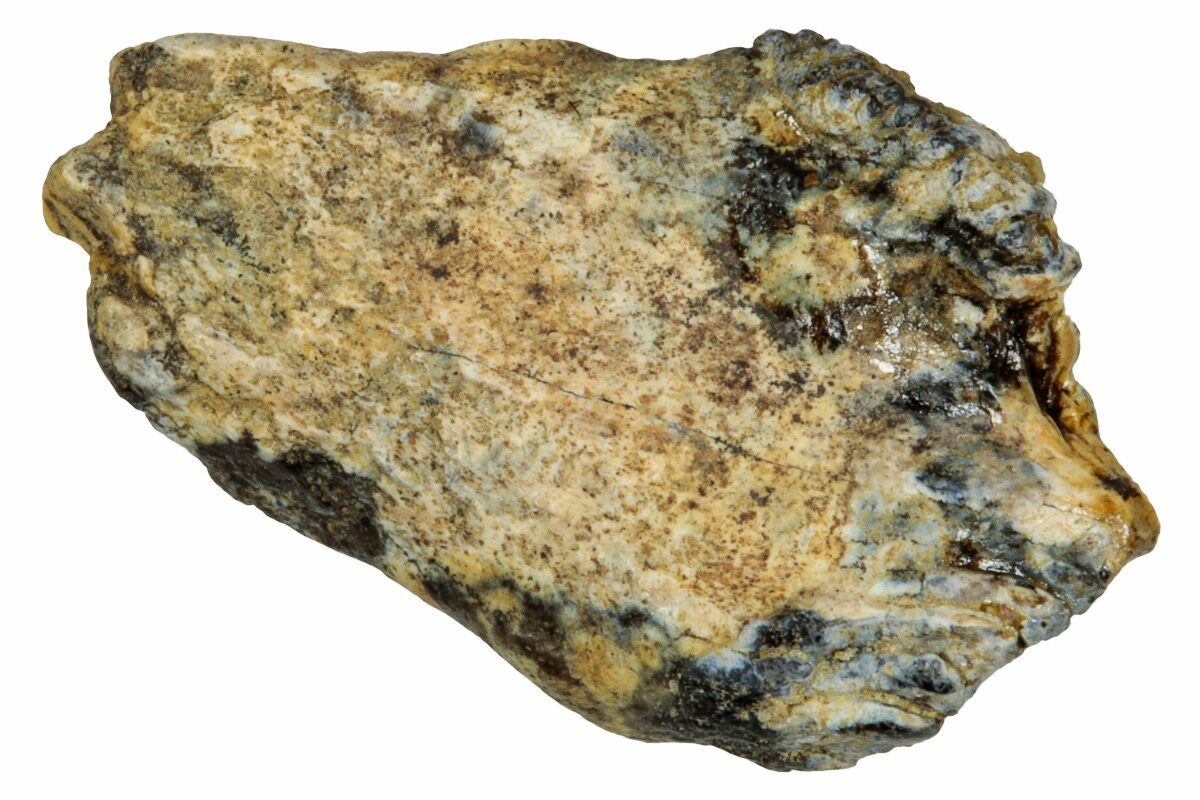 .58" Fossil Dinosaur (Triceratops) Tooth - Partially Rooted (#339860 ...