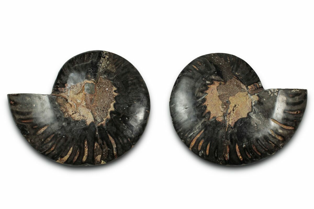 5.7" Cut & Polished Ammonite Fossil - Unusual Black Color (#339134) For ...