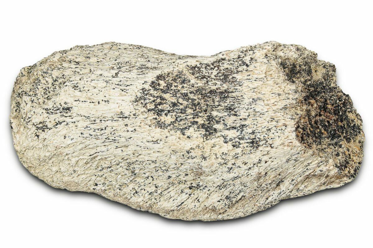 3.3" Dinosaur (Triceratops) Frill Shield Section - Montana (#338877 ...