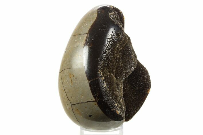 3.5" Septarian "Dragon Egg" Geode - Sparkly Black Crystals (#336466 ...