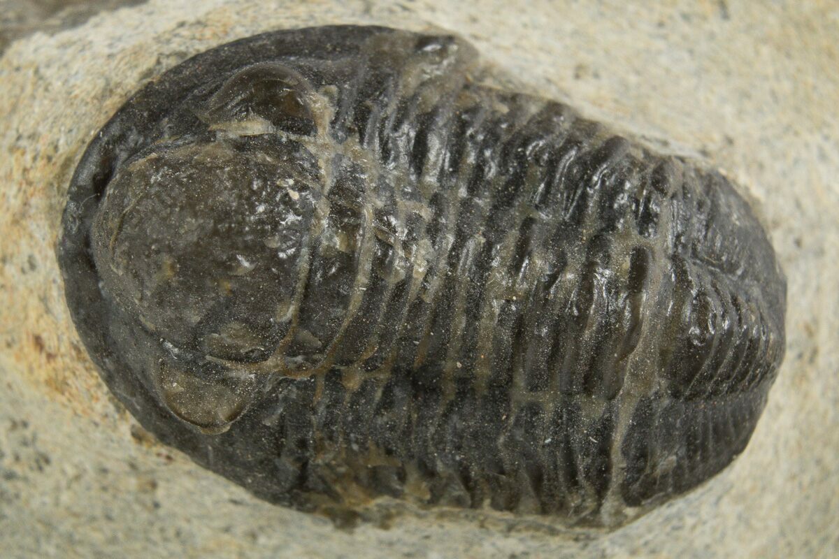 Bargain, .8" Proetid (Gerastos) Trilobite Fossil - Morocco (#340252 ...