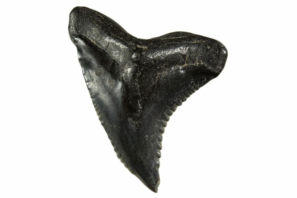 1.29" Snaggletooth Shark (Hemipristis) Tooth - South Carolina (#340314 ...