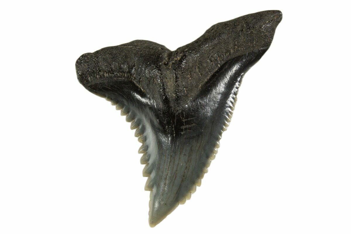 1.11" Snaggletooth Shark (Hemipristis) Tooth - South Carolina (#340316 ...