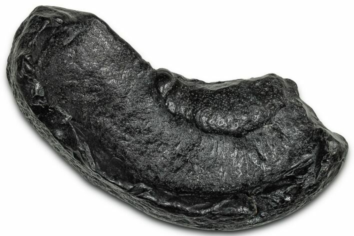 4.5" Large Fossil Whale Ear Bone - South Carolina (#340266) For Sale ...