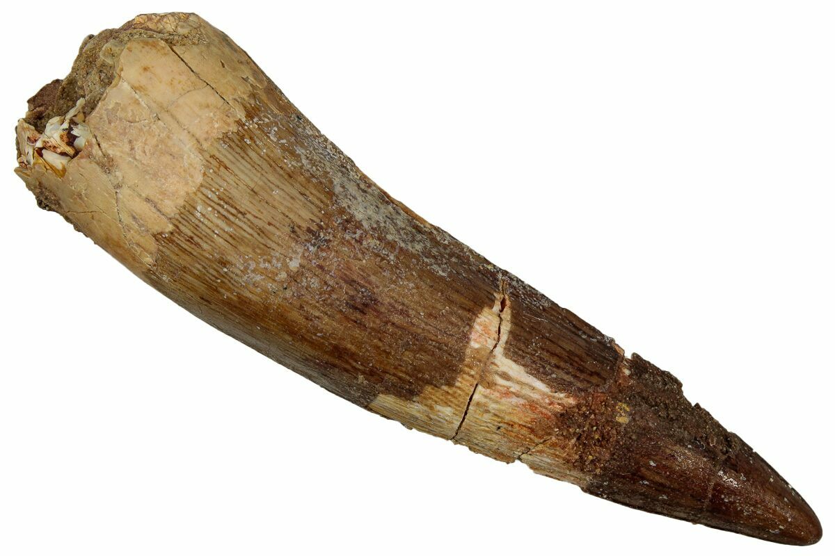 3.51" Fossil Spinosaurus Tooth - Real Dinosaur Tooth (#340350) For Sale ...