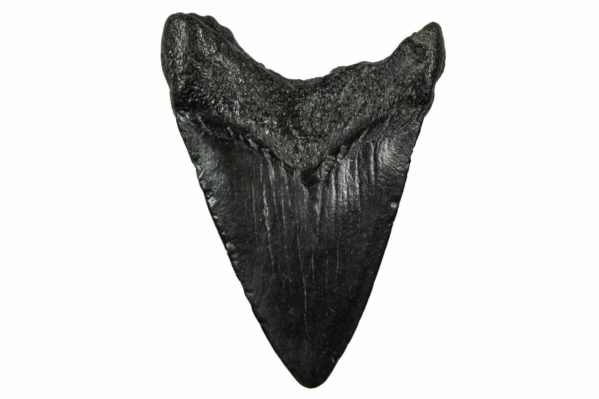 2.11" Juvenile Megalodon Tooth - South Carolina (#340740) For Sale - FossilEra.com