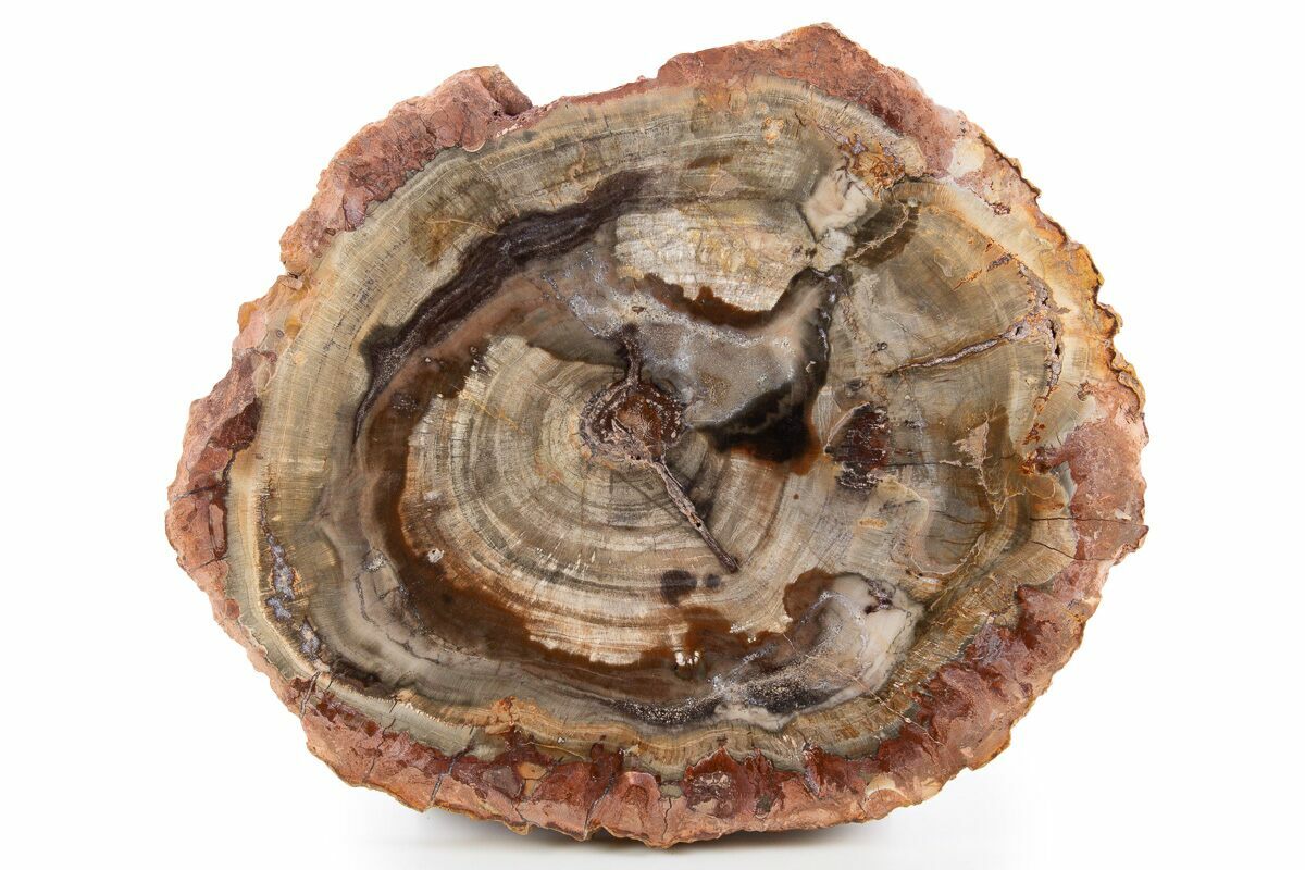 9.2" Polished Petrified Wood (Araucaria) Round - Madagascar (#341529) For Sale - FossilEra.com