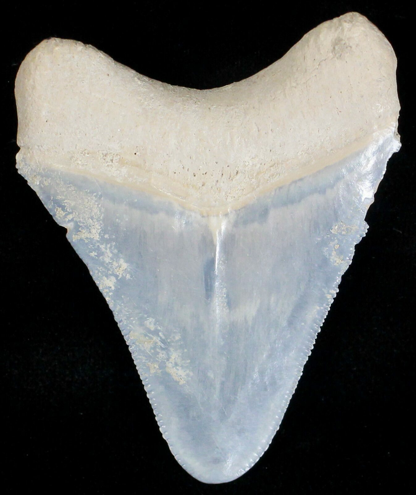 Serrated 2.12" Bone Valley Megalodon Tooth (#18465) For Sale ...