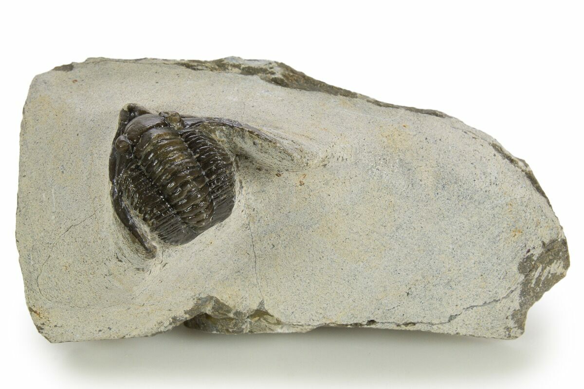 Bargain, 1.1" Diademaproetus Trilobite - Ofaten, Morocco (#341325) For Sale - FossilEra.com