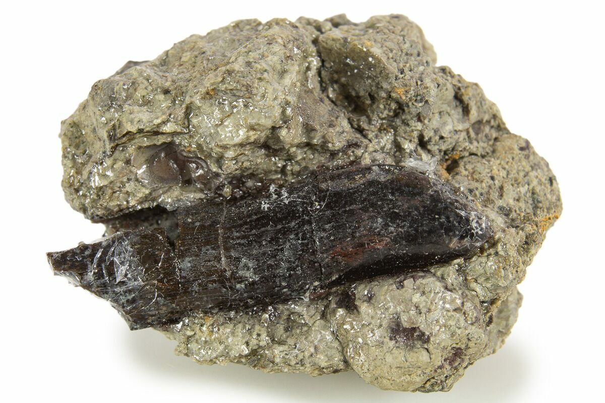 Rare, .90" Fossil Titanosaurian Sauropod Tooth in Situ - Montana ...