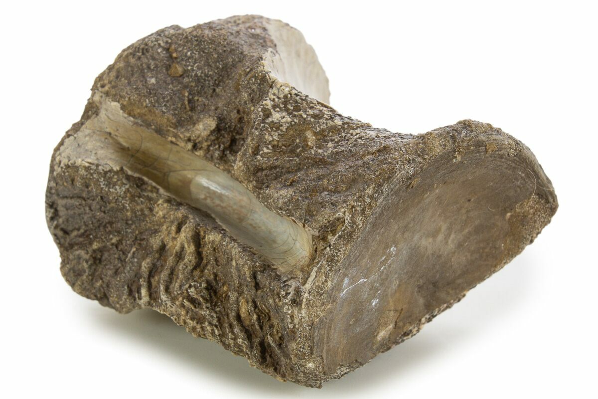1.9" Fossil Dromaeosaurid Theropod (Deinonychus?) Vertebra - Montana ...