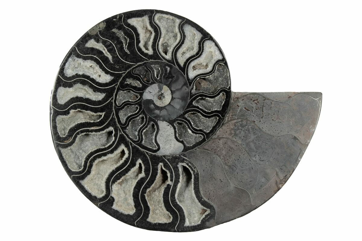 7" Cut & Polished Ammonite Fossil (Half) - Unusual Black Color (#339141 ...
