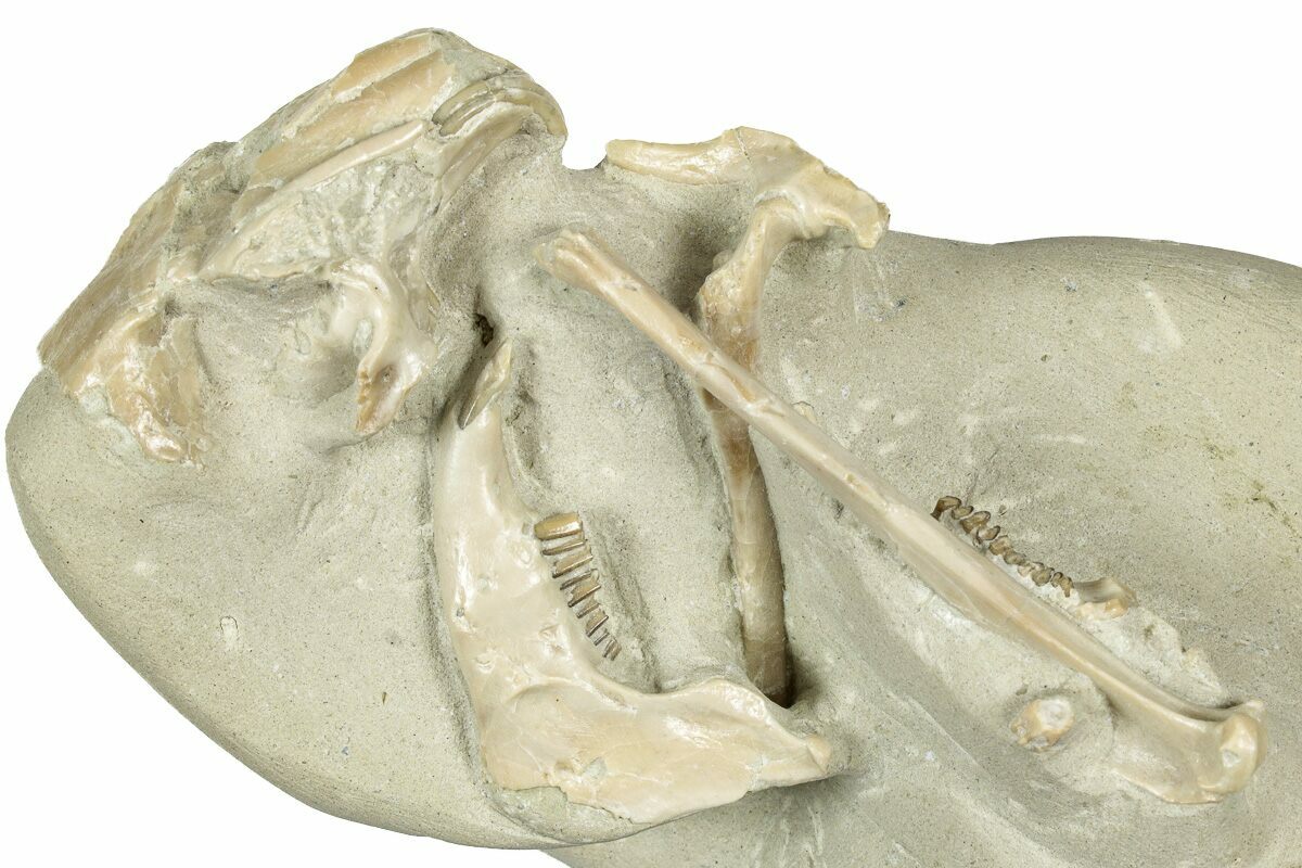 Oligocene Fossil "Rabbit" (Palaeolagus) Partial Skeleton -Wyoming ...