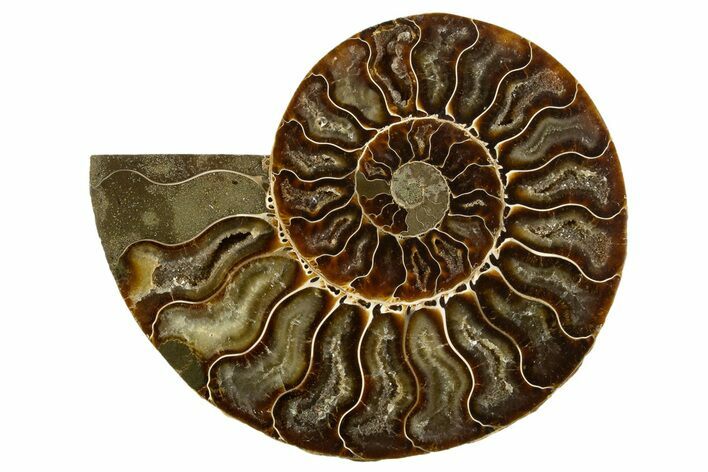 5.7" Cut & Polished Ammonite Fossil (Half) - Madagascar (#336789) For ...