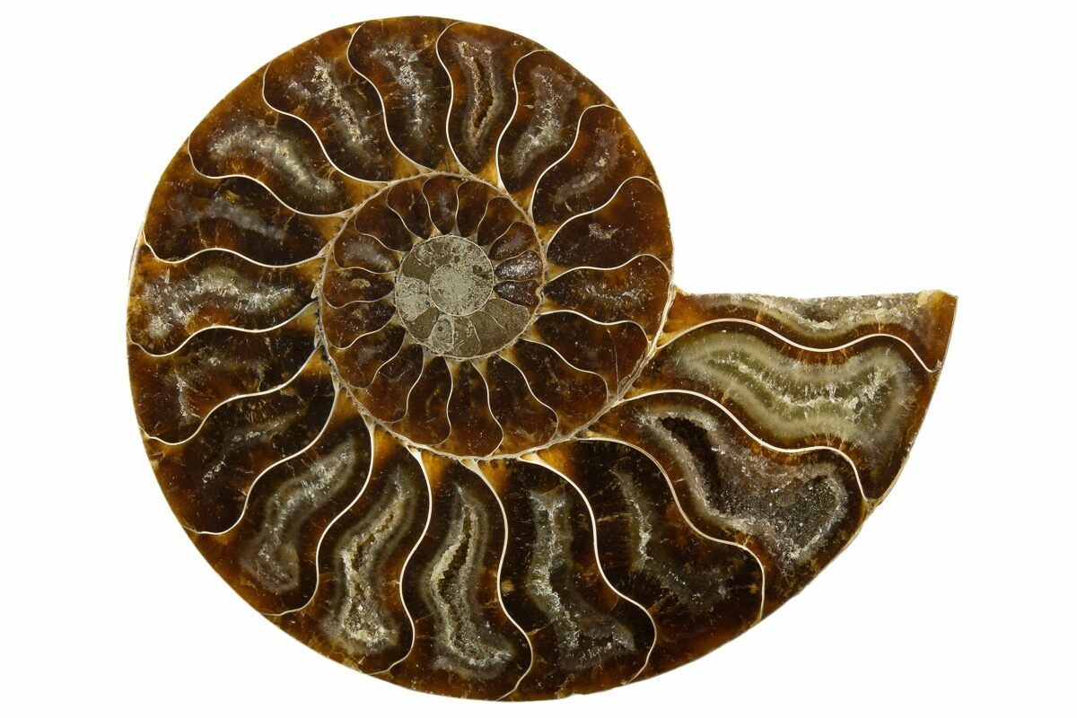 5.3" Cut & Polished Ammonite Fossil (Half) - Madagascar (#336795) For ...