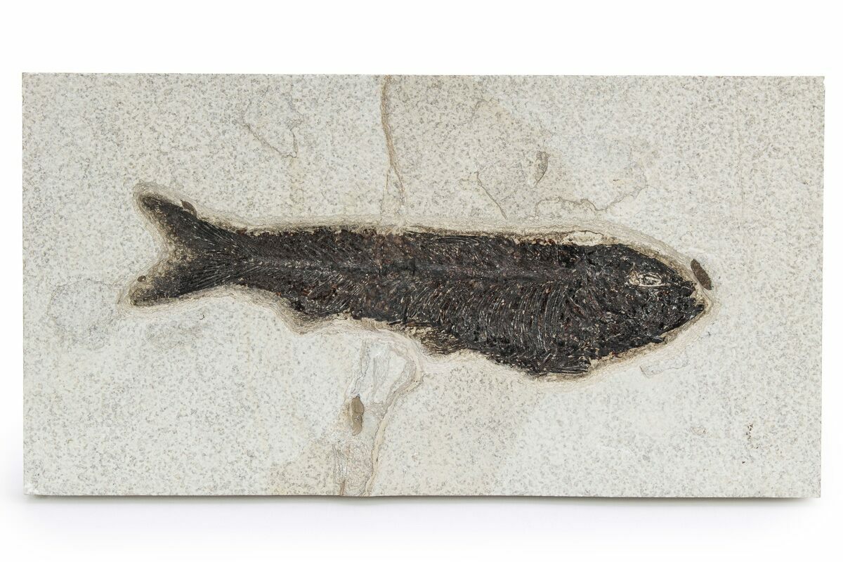 7.4" Detailed Fossil Fish (Knightia) - Huge For Species (#342448) For ...