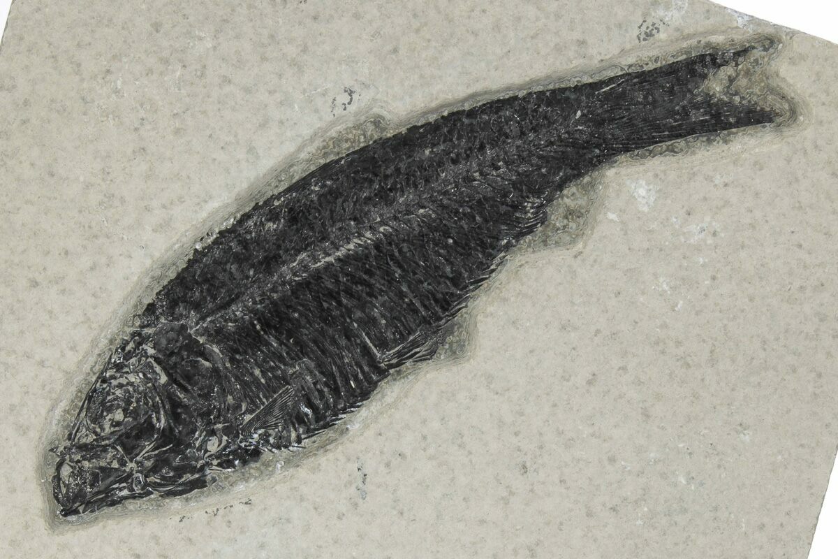 4.75" Detailed Fossil Fish (Knightia) - Wyoming (#342461) For Sale ...