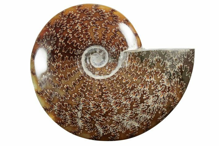 6.7" Polished Ammonite (Cleoniceras) Fossil - Madagascar (#339112) For ...