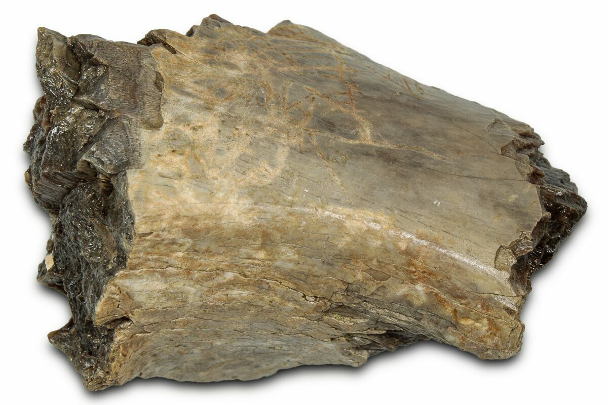 1.8" Fossil Tyrannosaur (T. rex) Bone Section - Wyoming (#342797) For ...
