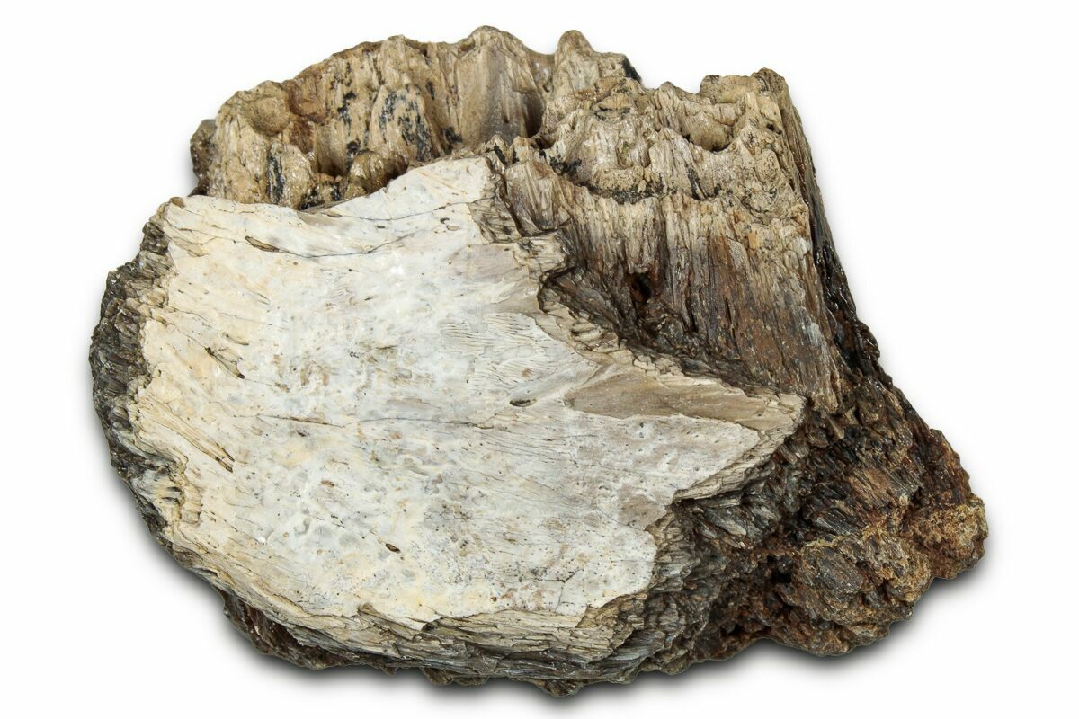 1.8" Fossil Tyrannosaur (T. rex) Bone Section - Wyoming (#342801) For ...