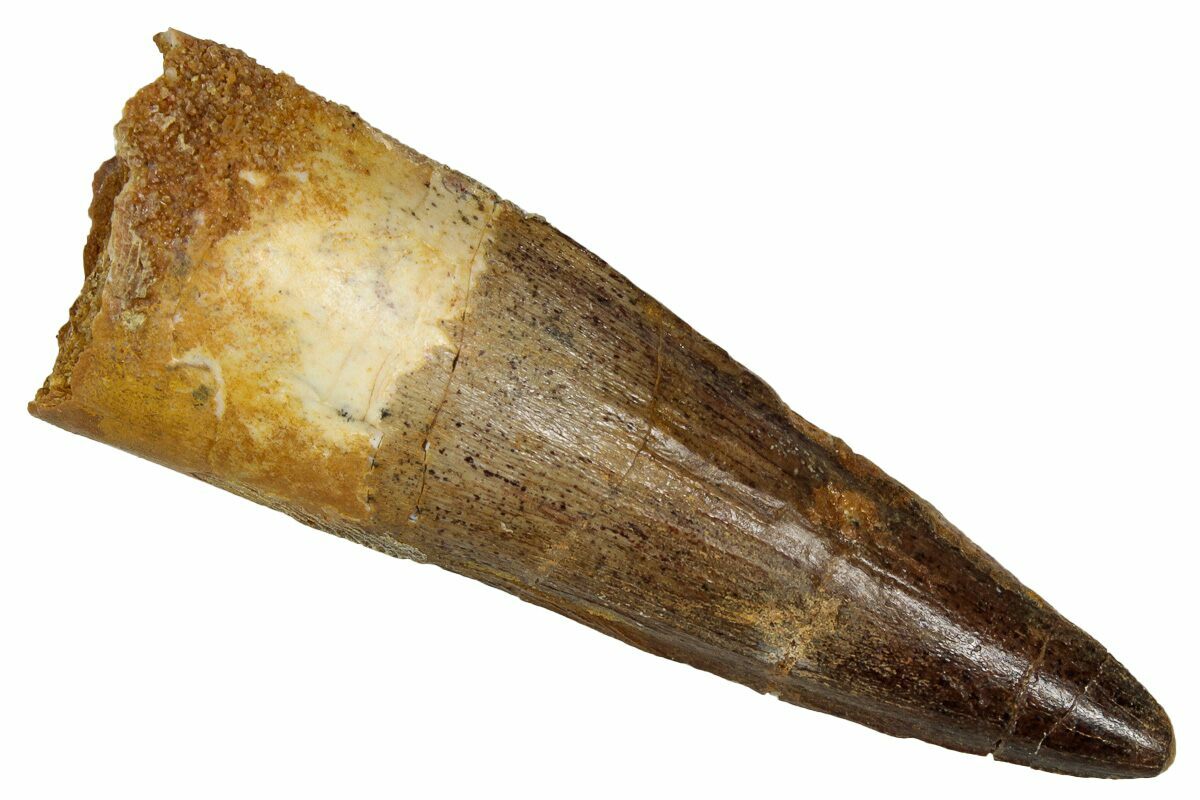 2.29" Fossil Spinosaurus Tooth - Real Dinosaur Tooth (#340721) For Sale ...