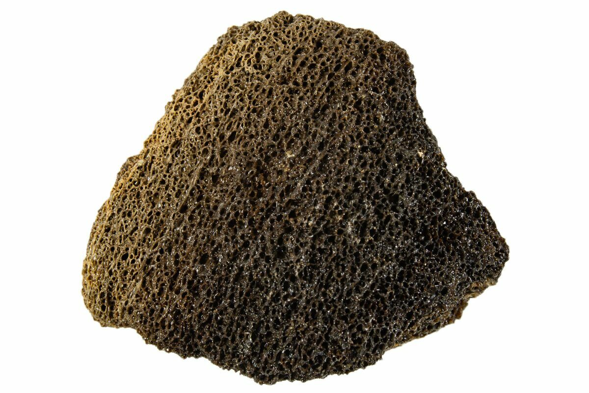 2.35" Fossil Tyrannosaur (T. rex) Bone Section - Wyoming (#342835) For ...