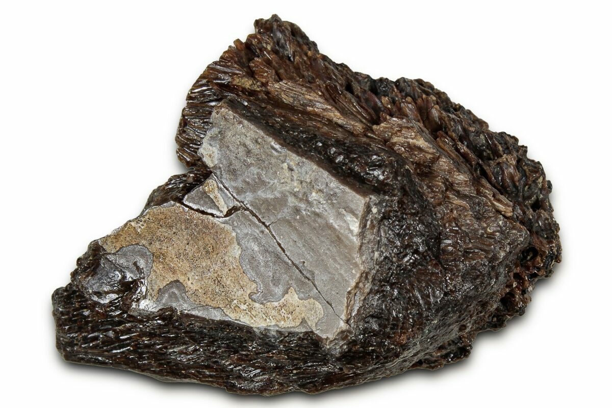 1.2" Fossil Tyrannosaur (T. rex) Bone Section - Wyoming (#342647) For ...