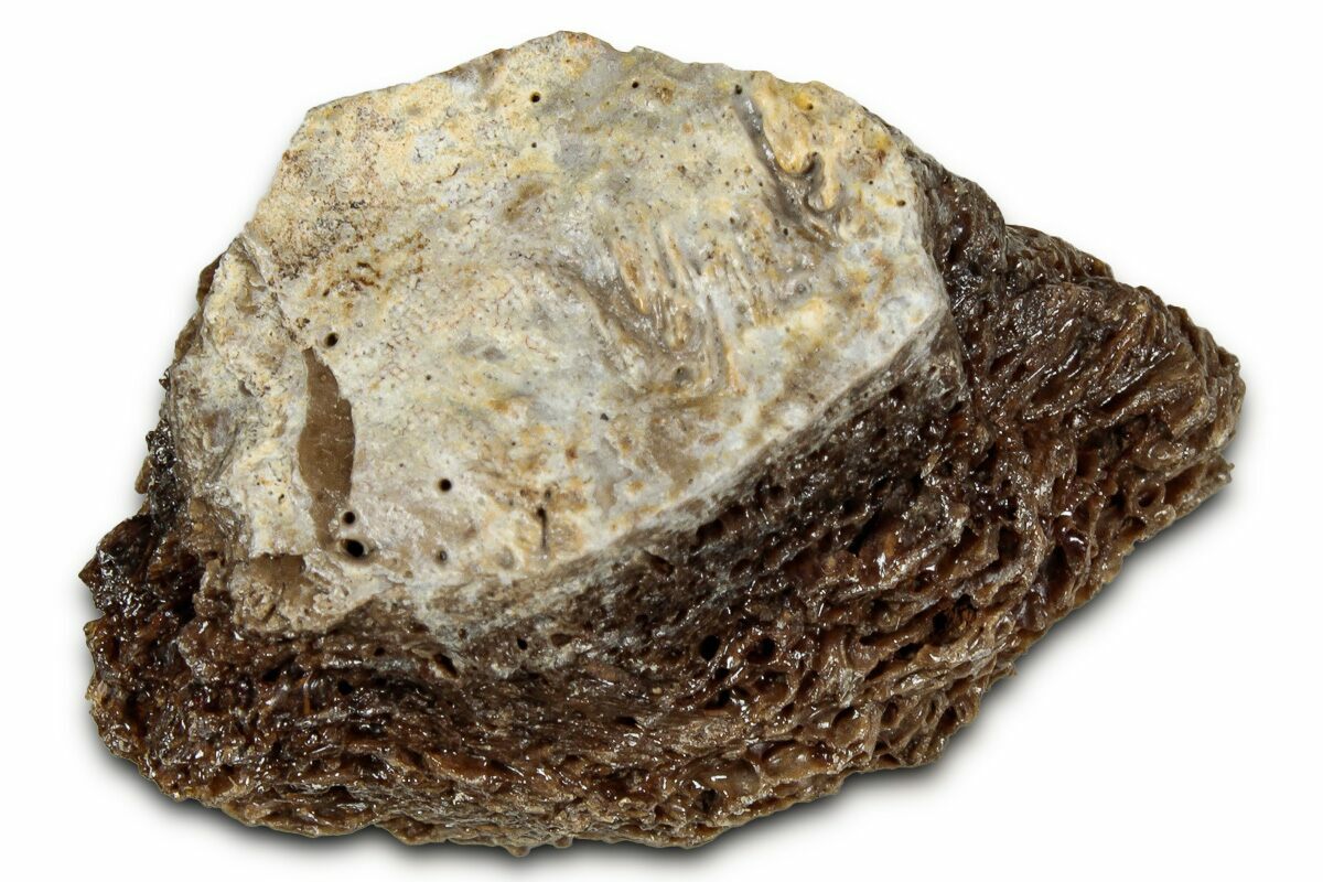 1.2" Fossil Tyrannosaur (T. rex) Bone Section - Wyoming (#342650) For ...