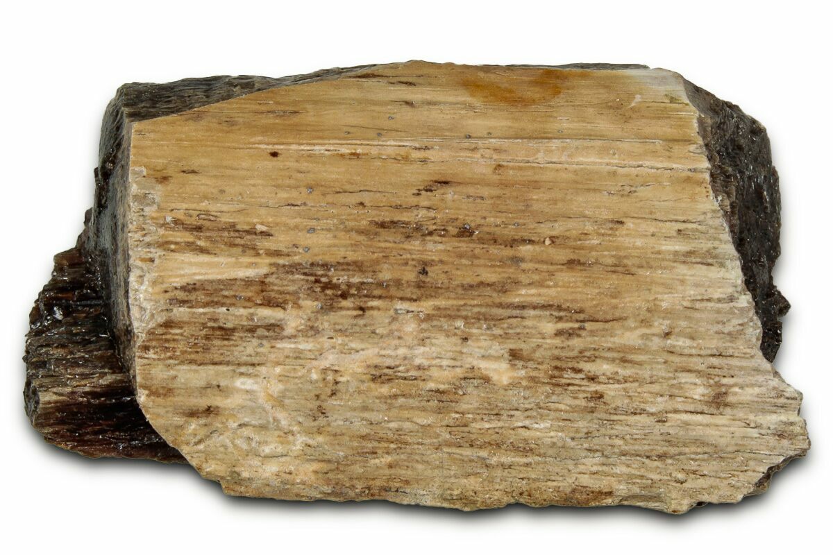 1.2" Fossil Tyrannosaur (T. rex) Bone Section - Wyoming (#342653) For ...
