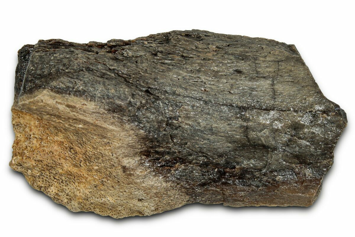 2.1" Fossil Tyrannosaur (T. rex) Bone Section - Wyoming (#342665) For ...