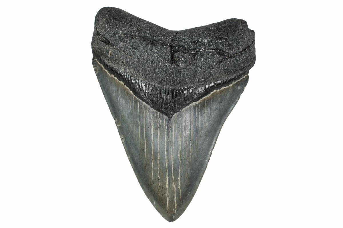3.72" Fossil Megalodon Tooth - Georgia (#338729) For Sale - FossilEra.com